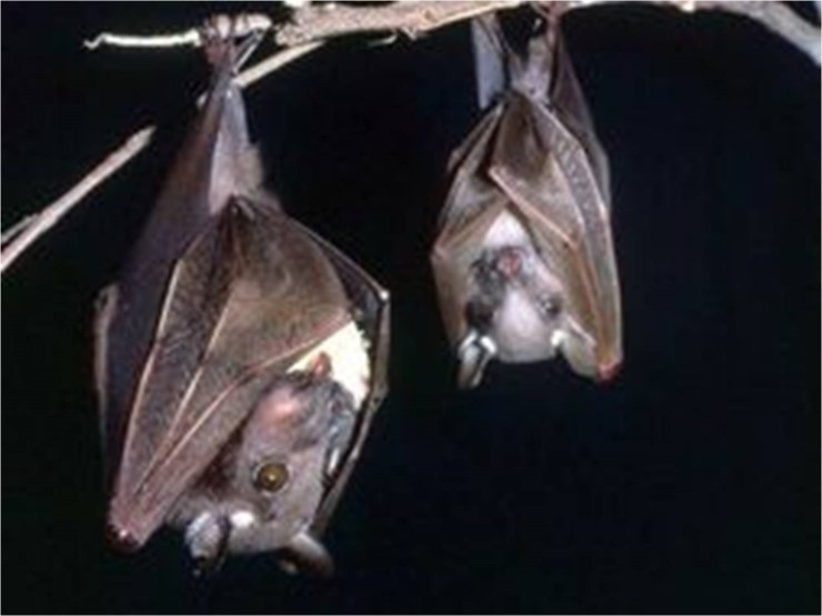 벌머과일박쥐(Bulmer's Fruit Bat) : 네이버 블로그