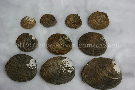 두드럭조개 (Lamprotula coreana) 의 성장과정, 변화 : 네이버 블로그