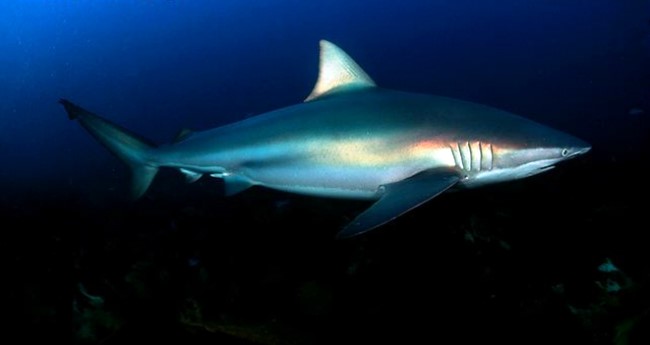 무태상어 [Copper shark] : 네이버 블로그