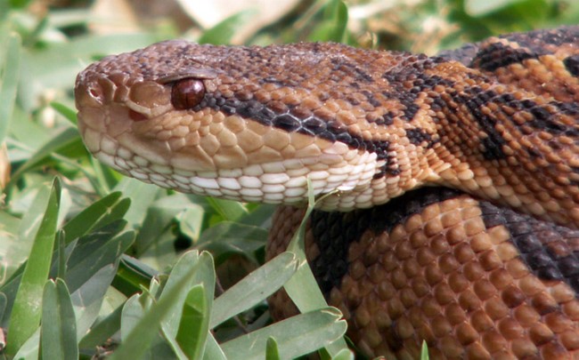 부시마스터 / 무타독사 [bushmaster] : 네이버 블로그