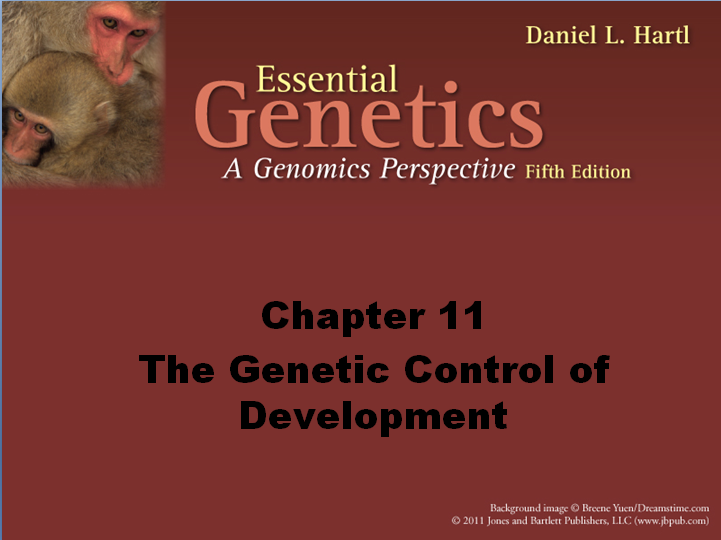 [유전학] Chapter11 : The Genetic Control of Development : 네이버 블로그