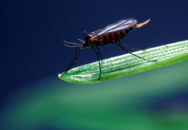 밀혹파리 [Hessian fly] : 네이버 블로그