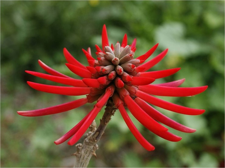산호나무 꽃, 불꽃산호나무(Flame Coral Tree) : 네이버 블로그