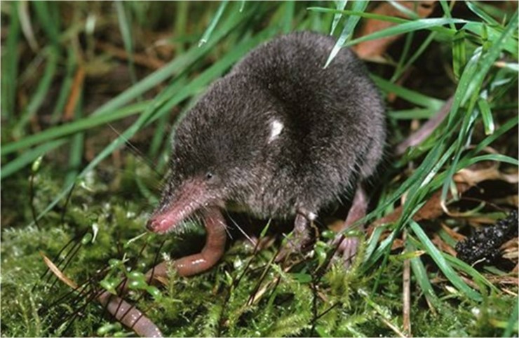 넬슨의 작은귀땃쥐(Nelson's small-eared shrew) : 네이버 블로그