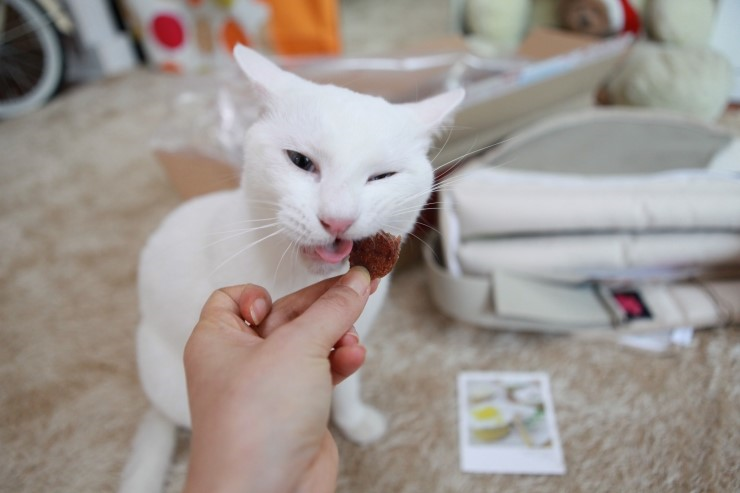 고양이강아지 무방부제무설탕무염무합성재료 유기농자연식 생식습식 간식and사료 펀들팜 덕앤펌킨져키오리앤당근져키 후기