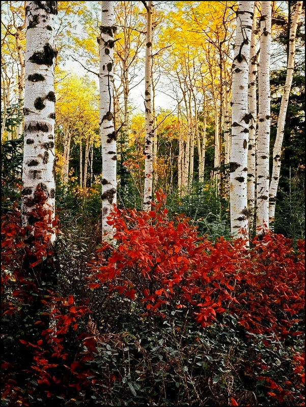 Photographer #46. - 엘리엇 포터 Eliot Porter : 네이버 블로그