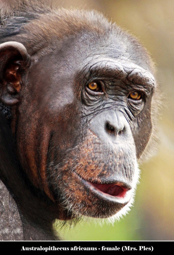 Australopithecus africanus(오스트랄로피테쿠스 아프리카누스) : 네이버 블로그