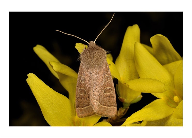 곧은띠밤나방(Orthosia paromoea) - 성충 : 네이버 블로그