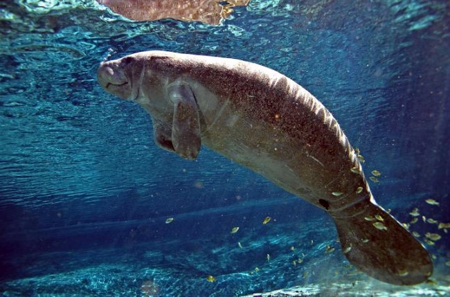 아프리카매너티 [African Manatee] : 네이버 블로그