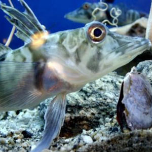 피가 투명한 물고기 '아설레이티드 아이스피시(ocellated icefish) 화제 : 네이버 블로그