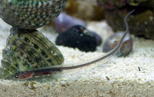 숨이고기 [pearlfish] : 네이버 블로그