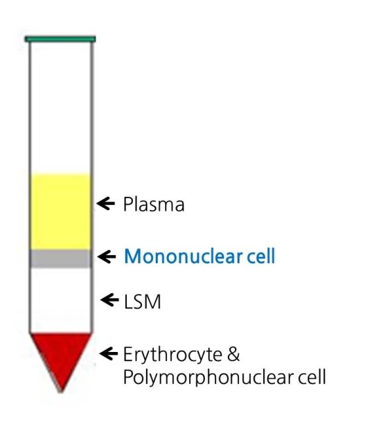 LSM - Lymphocyte Separation Medium (Lymphocyte 분리/ mononuclear ...