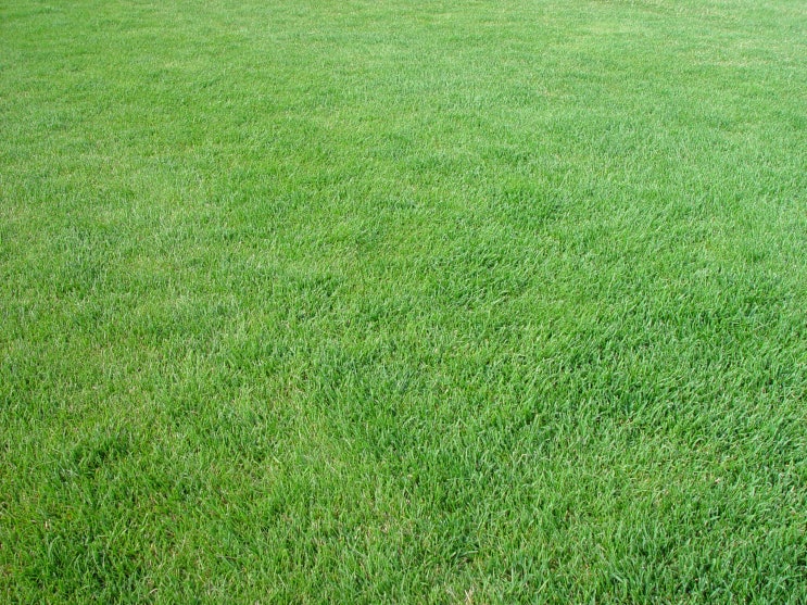 [리터치소스] 투시도 잔디소스 - 잔디 이미지 : 네이버 블로그