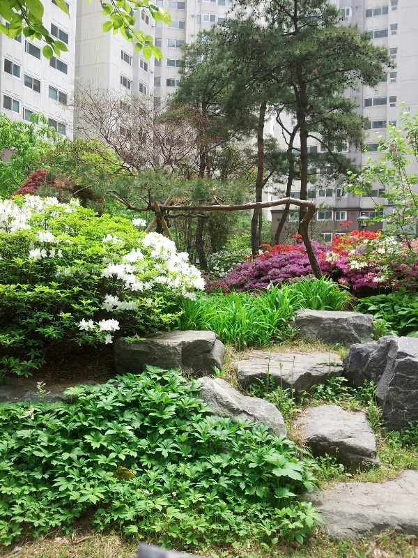 아파트 나무들 조팜나무 벚꽃나무 철쭉 영산홍 대나무 사철나무 능수화 장미 회양목 정원석등이 있는 아파트 조실장중고차
