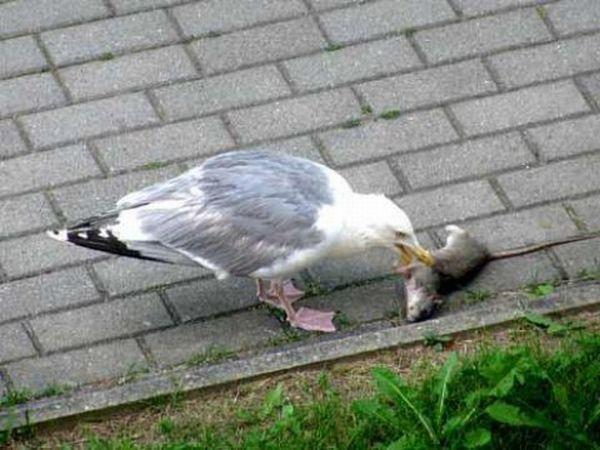 배고픈 갈매기의 선택[Hungry Seagull Eating a Rat] : 네이버 블로그