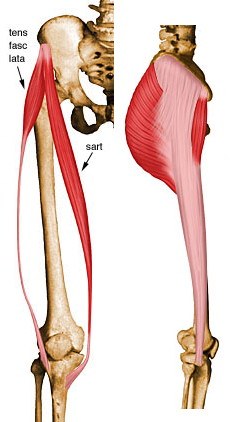 해부학 / 대퇴근막 장근(넙다리근막긴장근) / Tensor Fasciae Latae : 네이버 블로그