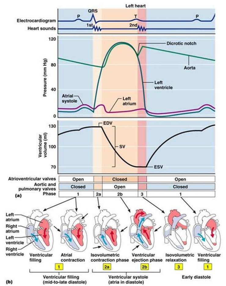 [생리학] 심장 주기(Cardiac cycle) -3 : 네이버 블로그
