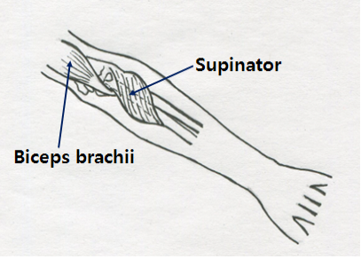 40일차. Supinator(회외근)-손뒤침근 : 네이버 블로그