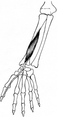 32일차. FPL(Flexor pollicis longus, 장무지굴근)-긴엄지굽힘근 : 네이버 블로그