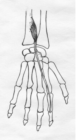 44일차. EI(Extensor indicis, 시지신근) : 네이버 블로그