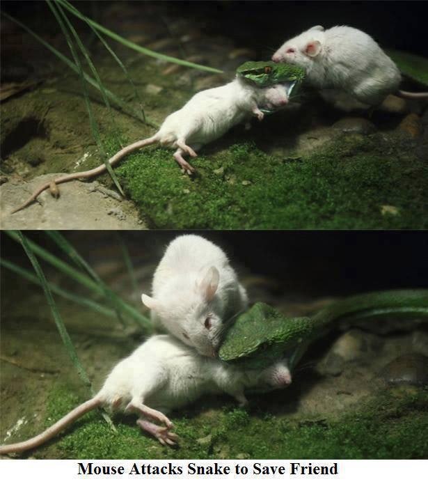 Mouse Attacks Snake to Save Friend sad story : 네이버 블로그