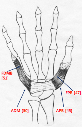 47일차. FPB(Flexor pollicis brevis, 단무지굴근)-짧은엄지굽힘근 : 네이버 블로그
