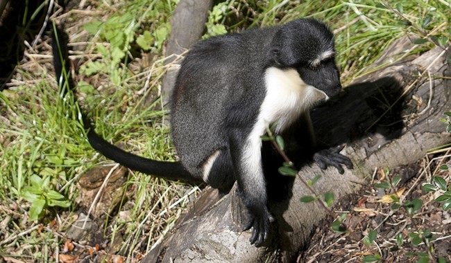 햄린원숭이 [Hamlyn's monkey] : 네이버 블로그