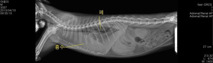 고양이 농흉 ( 흉수 )- feline pyothorax : 네이버 블로그