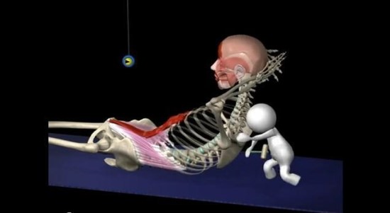 Step1.복근운동의 근육원리[Curl-up] : 네이버 블로그