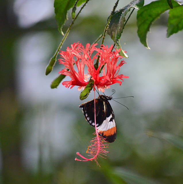 La lengua de las mariposas : 나비의 혀 : 네이버 블로그