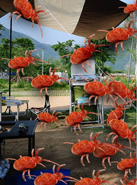 [마이트아웃]야생진드기 8월에 더 왕성한 활동, 진드기 예방수칙 : 네이버 블로그