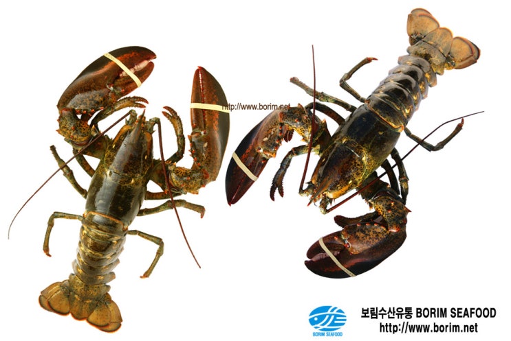 살아있는 바닷가재수입 횟집과 수산시장에 납품갑각류요리재료랍스타도매바다가재도매게요리전문점납품바다가재판매보림수산유통
