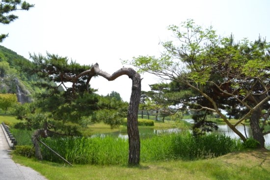 이 굽은 나무는 어디서 왔담 : 네이버 블로그