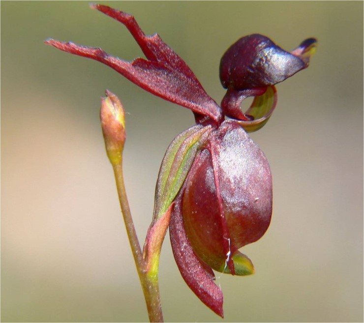 오리난초(Duck Orchid) : 네이버 블로그