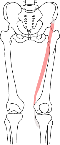 [전대퇴근(신근)⑤] 봉공근(satorius) : 네이버 블로그
