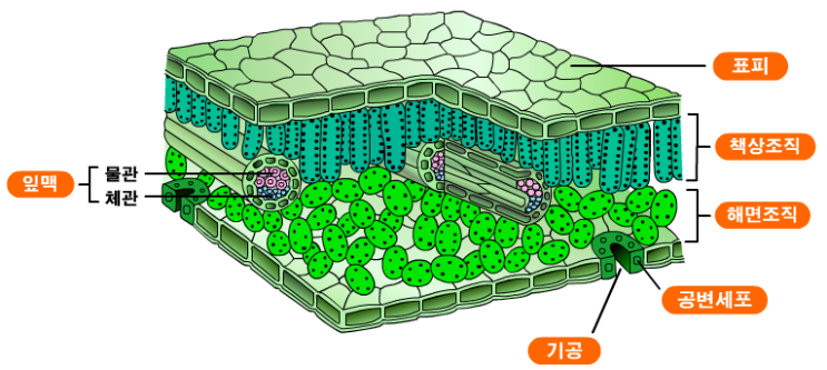 광합성 잎의 단면 구조 네이버 블로그