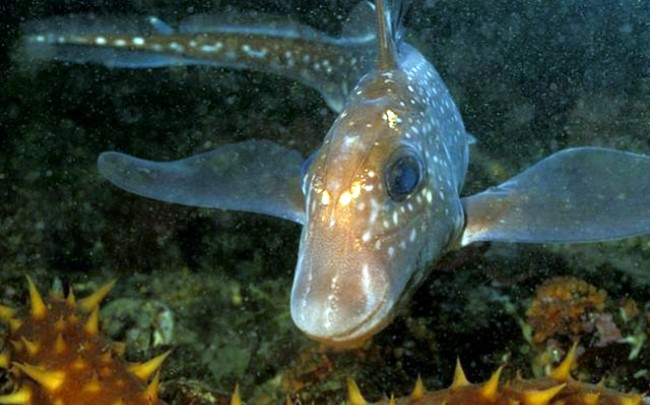 은상어 [silver chimaera] : 네이버 블로그