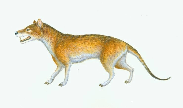 메소닉스[Mesonyx] : 네이버 블로그