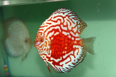 Panda Discus & Ghost , Calico , Koi Discus..... : 네이버 블로그