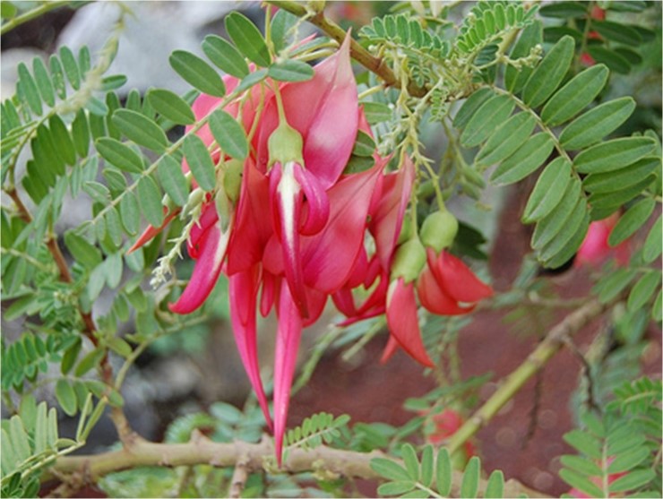 카카앵무새부리꽃(Kaka beak flower) : 네이버 블로그