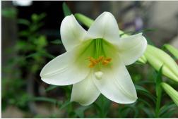 SONNET 94 (소네트 94) - W. Shakespeare : 네이버 블로그