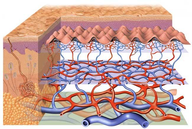 피부의 구조와 기능 5 - 진피(Dermis) : 네이버 블로그