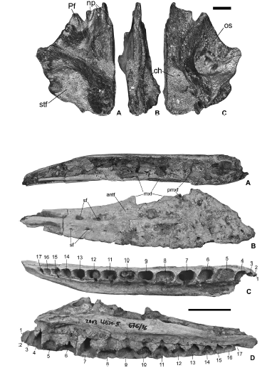 우즈베키스탄의 티라노사우루스상과 : 네이버 블로그