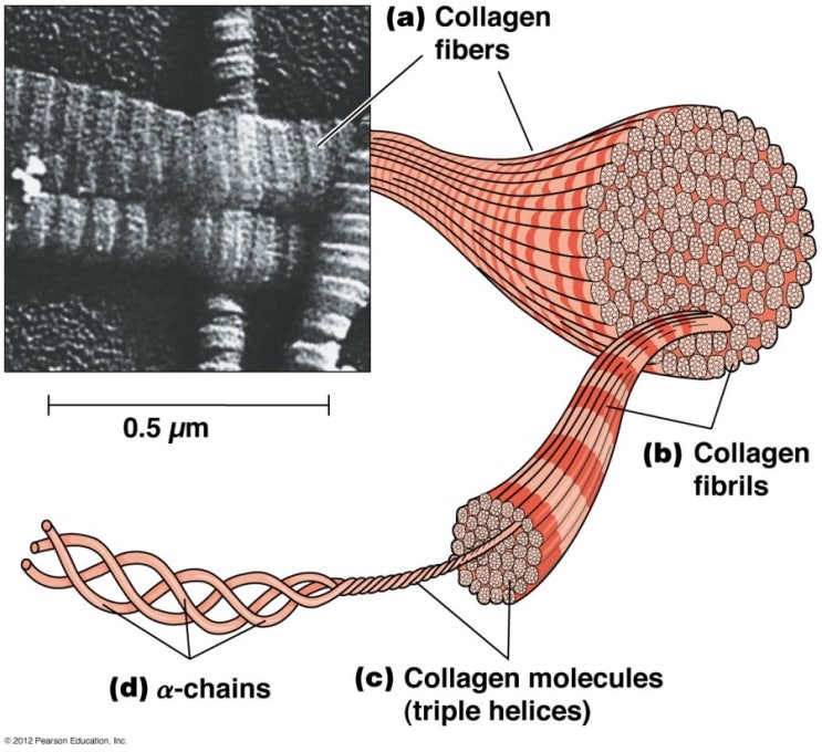 피부의 구조와 기능 6 - 아교질 섬유(collagen fiber) : 네이버 블로그