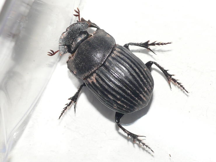 소똥구리과 - Copris fricator (Fabricius, 1787) : 네이버 블로그