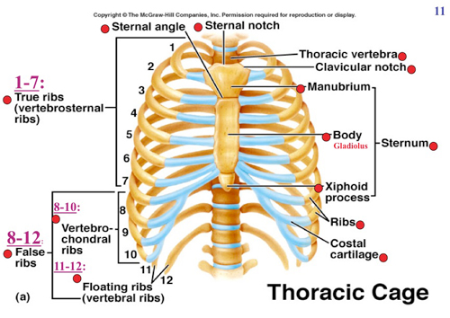 Thorax and Lung : 네이버 블로그