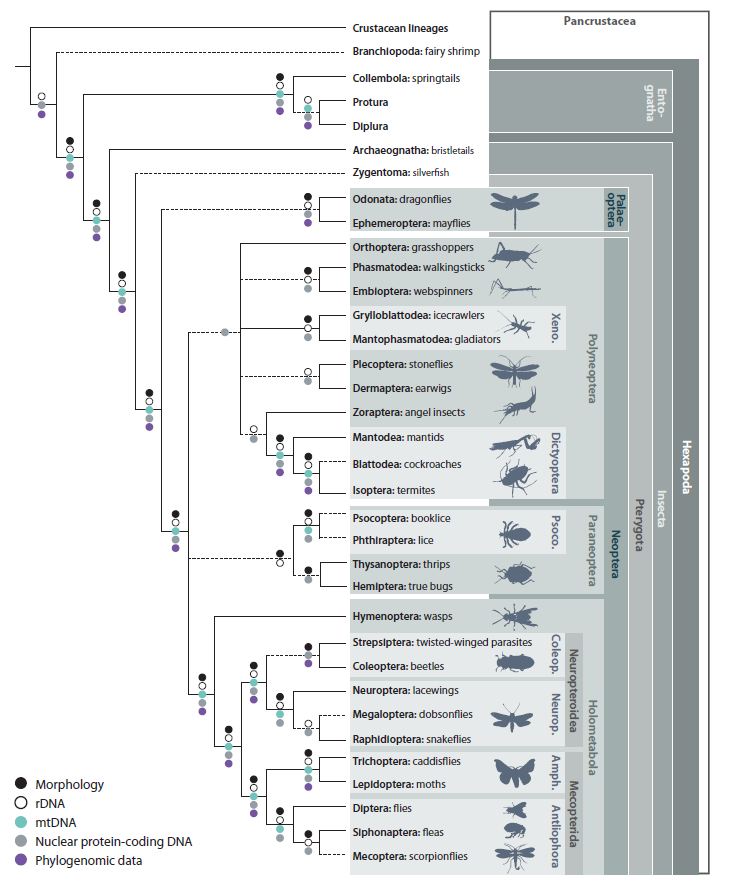 Advances in Insect Phylogeny at the Dawn of the Postgenomic Era : 네이버 블로그