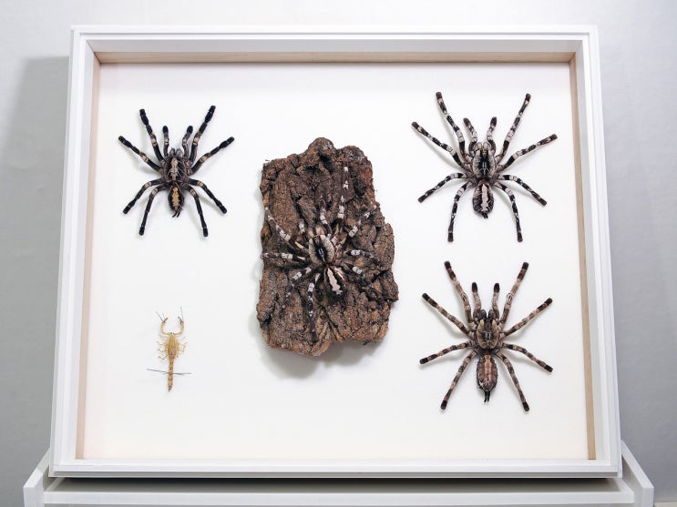 타란튤라 표본 액자 (Framed Tarantula Specimens Display) : 네이버 블로그