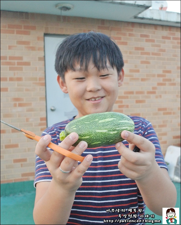 옥상텃밭 건우군과 함께한 수확이야기 호박 파프리카 고추 네이버 블로그