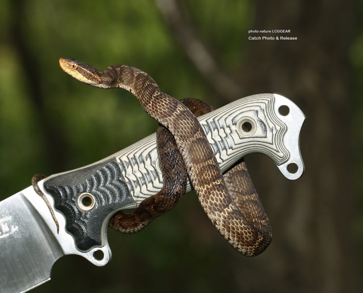 BUSSE ASH & VIPER : 네이버 블로그